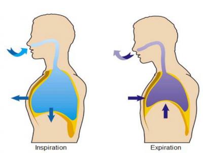 5.3 Le cycle respiratoire - AIMA-Formation