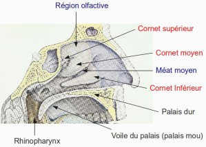 2.3 Les fosses nasales - AIMA-Formation