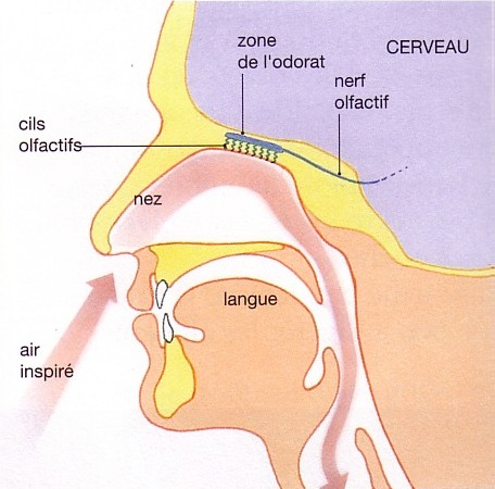 2.2 L'olfaction - AIMA-Formation