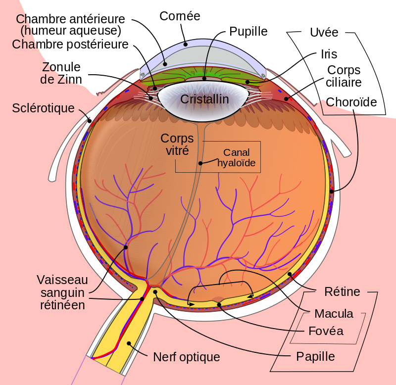 2.5 Anatomie macroscopique - AIMA-Formation