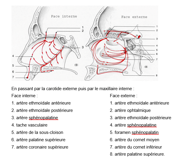 2.8 Vascularisation des fosses nasales - AIMA-Formation