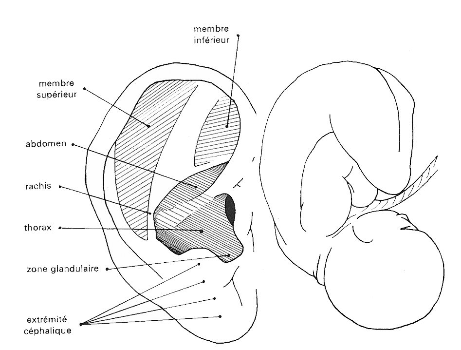 2.2 La réflexologie Auriculaire - AIMA-Formation