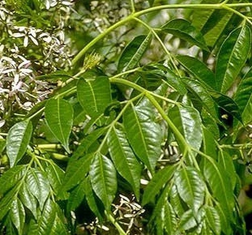 Katafray - AIMA-Formation