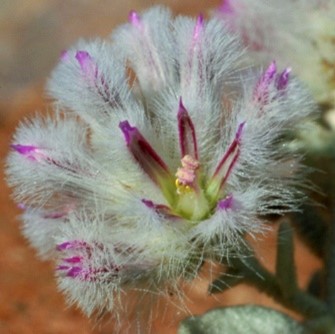 Macrocarpa, Mint Bush, Monga Waratah, Mountain Devil, Mulla Mulla ...